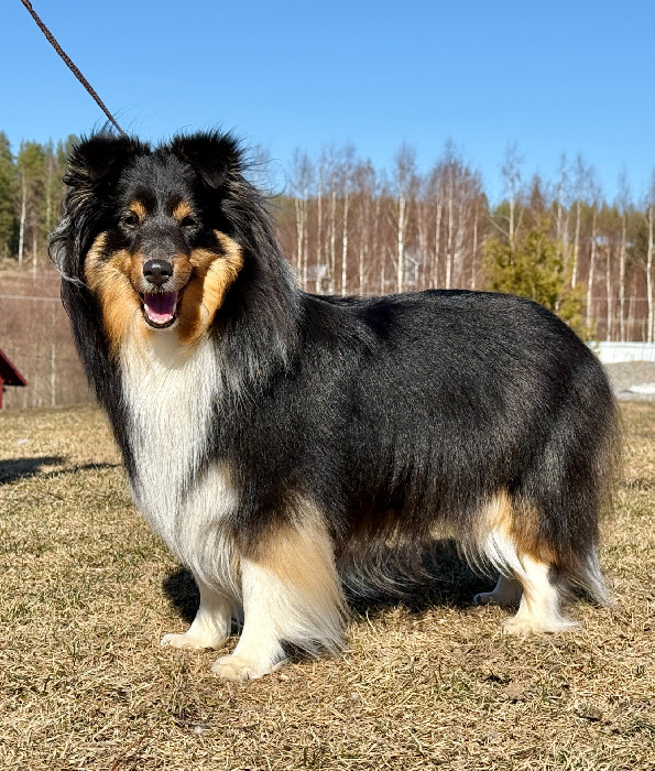 Shetlanninlammaskoira pentuja